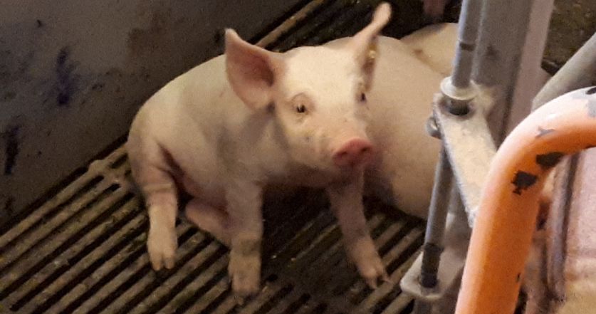 Tips and tricks by moving pigs